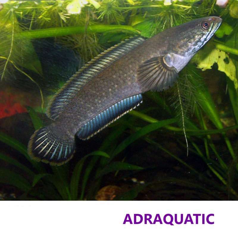 Jual IKAN HIAS CHANNA LIMBATA DWARF SNAKEHEAD GACHUA CHANNAMARU CHANA ...