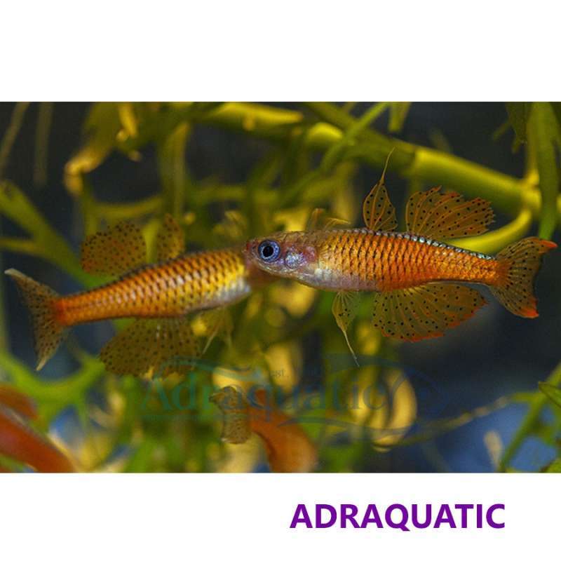 Jual IKAN HIAS PSEUDOMUGIL PASKAI PASKA'S BLUE-EYE AIR TAWAR di Seller ...