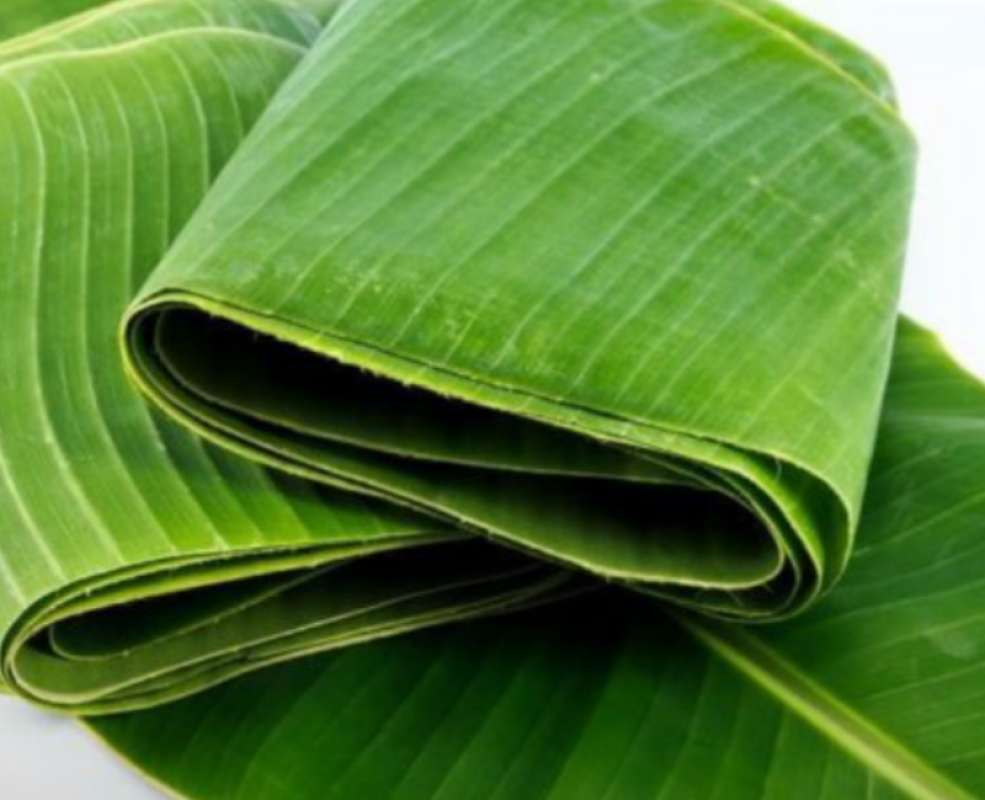 Jual Daun Pisang 1 ikat 700 gram di Seller SQINPRO - Pakulonan Barat ...
