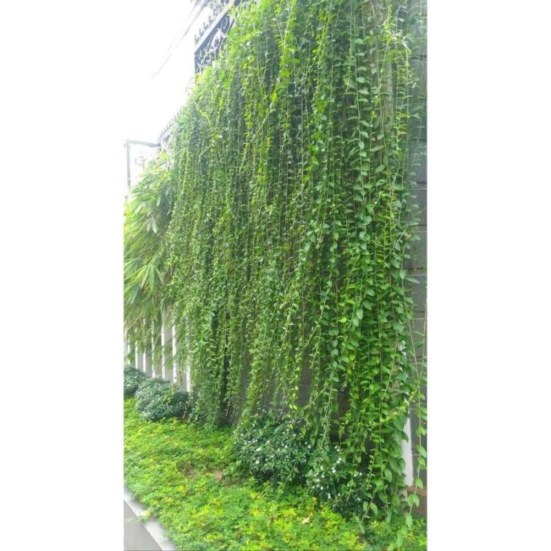 Jual Tanaman Menjuntai Li Kwan yu atau Lee kwan yew di Seller Restu ...