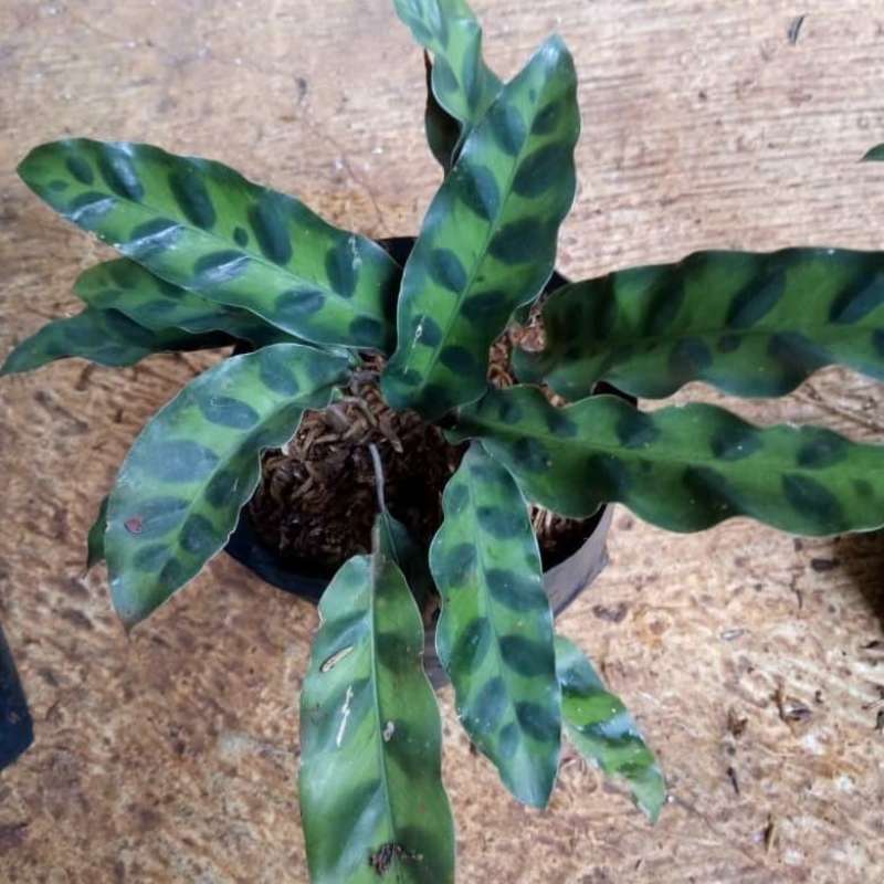 Jual tanaman hias calathea ekor meranti bulu ayam - pohon meranta bulu ...