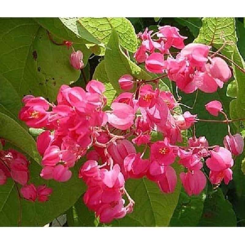 Jual Tanaman Air Mata Bunda 💯 Harga Murah & Kualitas Terbaik Oktober 2025