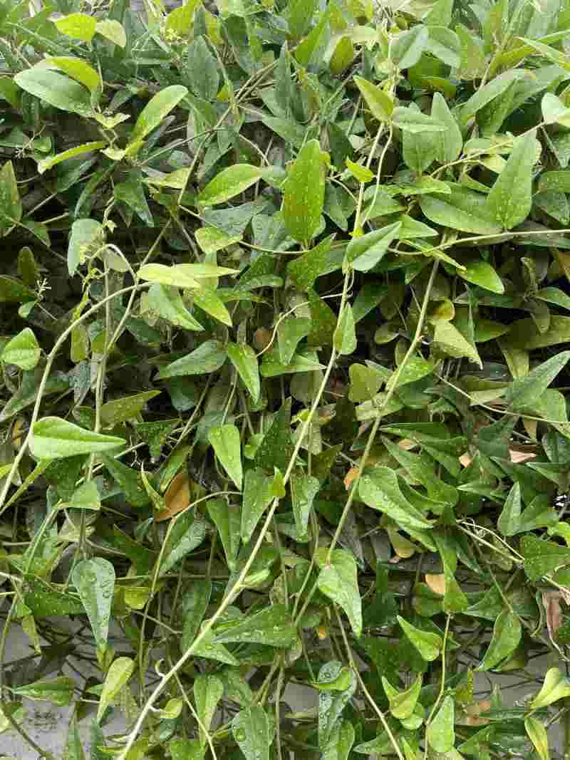 Jual Daun cincau 1 kg tanpa bulu di Seller THE SWEET RECIPE - Pasar ...
