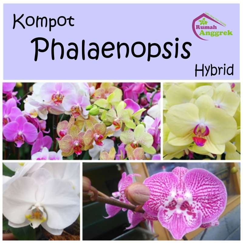 Promo Anggrek Kompot Bulan Phalaenopsis Hybrid Ph Hibrida Seedling ...