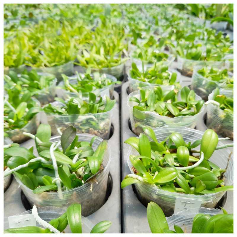 Promo Anggrek Kompot Bulan Phalaenopsis Hybrid Ph Hibrida Seedling ...
