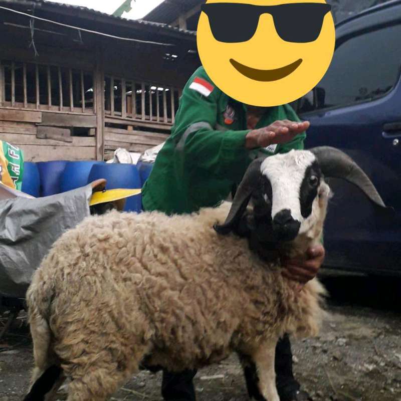 Jual Kurban Domba dan Kambing 2022 Sesuai Syariah di Seller Mutiara ...
