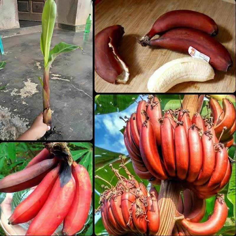 Kebun Pisang Merah