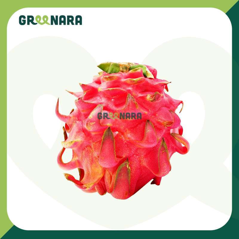 Jual Red Dragon Fruit / Buah Naga Merah 1PCS Halal di Seller GREENARA ...