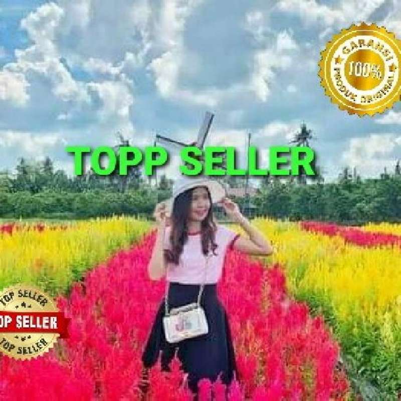 Jual 100 Biji Bunga Jengger Ayam Celosia Berbagai Varian Warna (mix) Di ...