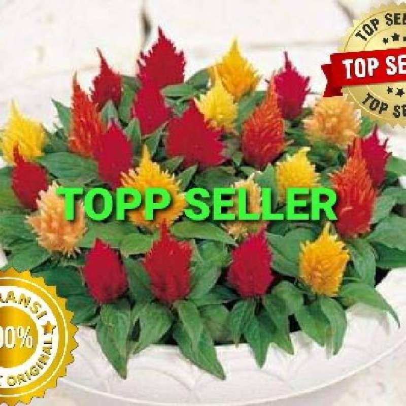 Jual 100 Biji Bunga Jengger Ayam Celosia Berbagai Varian Warna (mix) Di ...