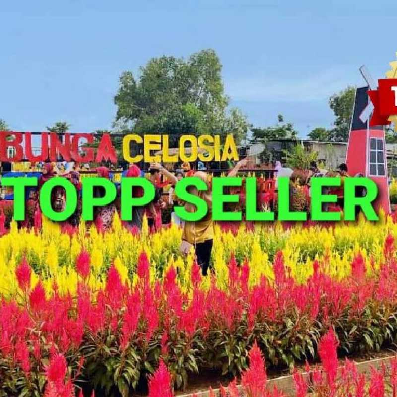 Jual 100 Biji Bunga Jengger Ayam Celosia Berbagai Varian Warna (mix) Di ...