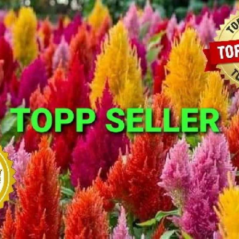 Jual 100 Biji Bunga Jengger Ayam Celosia Berbagai Varian Warna (mix) Di ...