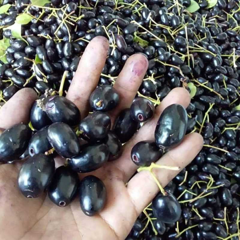 Jual Teh Herbal Serbuk Jamblang - Juwet - Duwet (buah,biji,daun,kulit ...