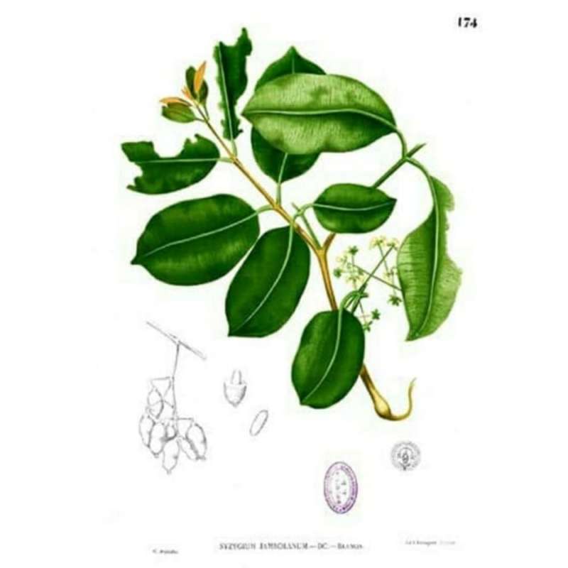 Jual Teh Herbal Serbuk Jamblang - Juwet - Duwet (buah,biji,daun,kulit ...