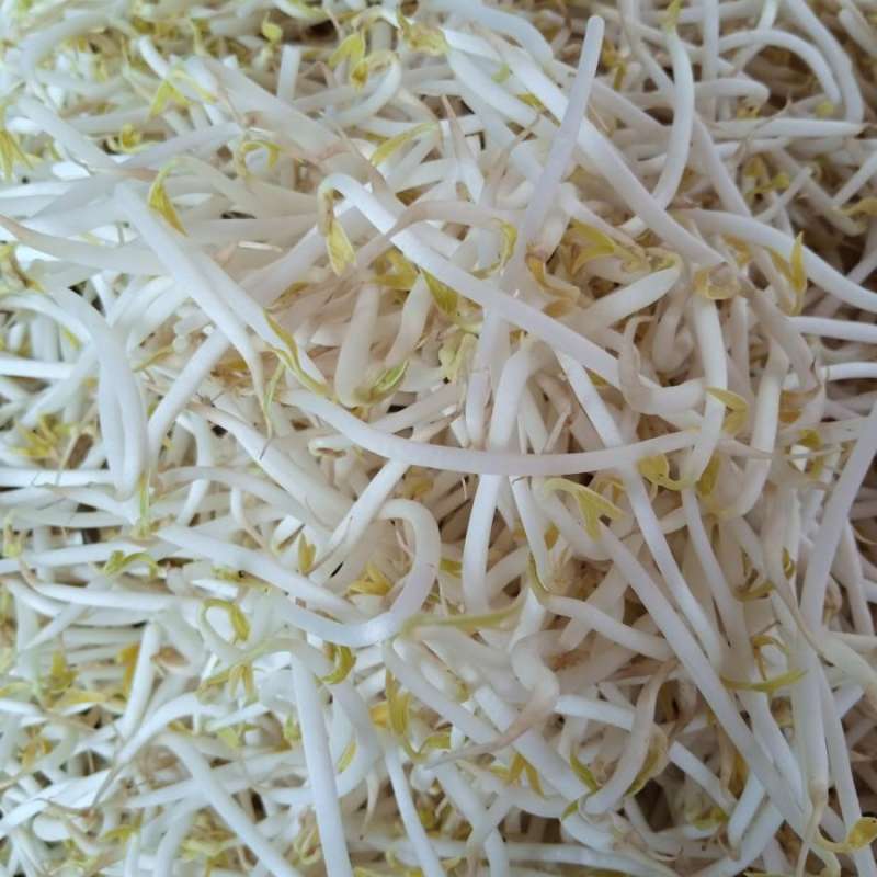 Jual Tauge/toge/tauge Jepang/besar/panjang (500gr/pack) Di Seller ...