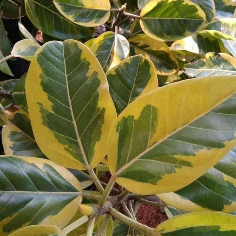 Jual _ Tanaman Hias Karet Kebo Varigata Kuning - Tanaman Indoor ...
