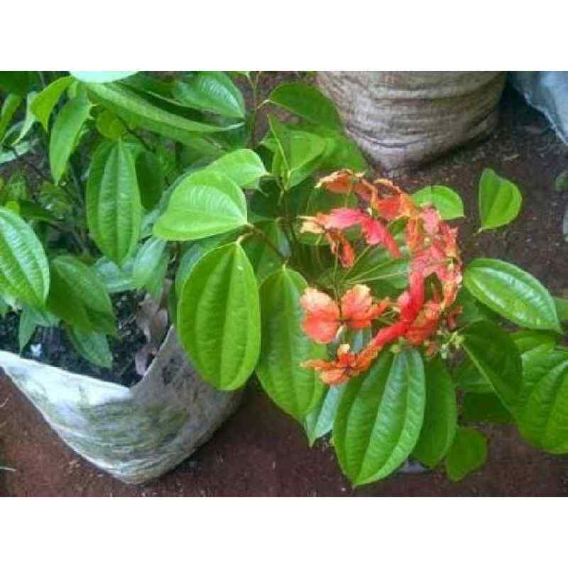 Jual Tanaman Bohemia Original Murah - Harga Diskon Juni 2024 | Blibli.com