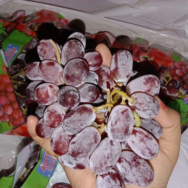 Jual Hasilsumberalam Anggur Merah Alison Red Seedless Grapes Alby's ...