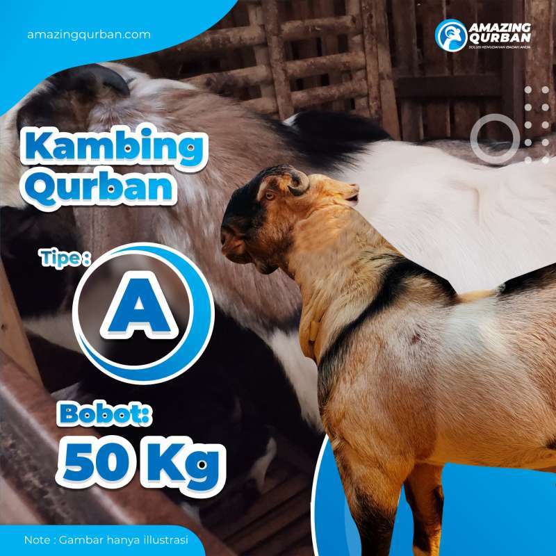 Jual Kambing Qurban 50 Kg Murah - Harga Terbaru Juni 2024