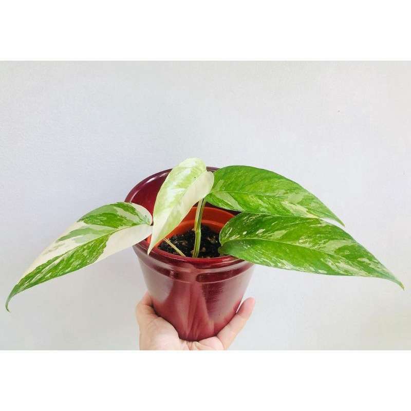 Jual Tanaman hias epipremnum pinnatum variegata / epip varigata - 3-4 ...