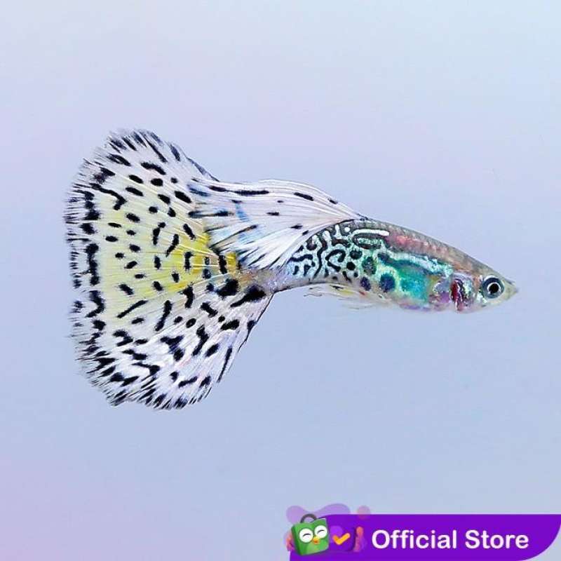 Jual Guppy White Mozaik / Ikan Hias Air Tawar Aquascape - Betina di Seller Cupang Guppy Kingdom ...