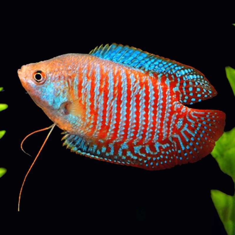 Jual Sepat Ralis / Ikan Hias Air Tawar / Ikan Hias Aquascape di Seller ...