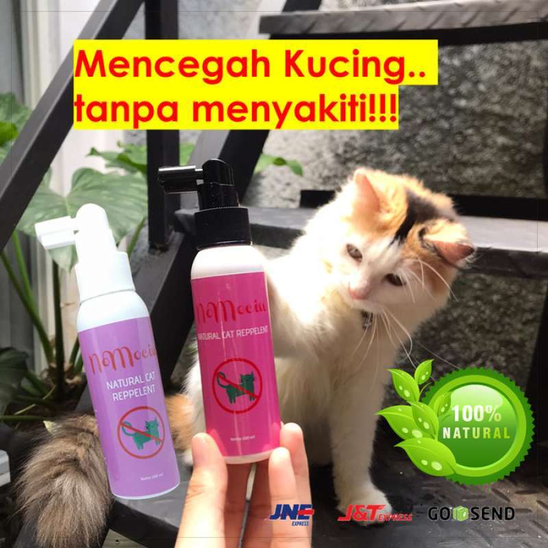 Tanaman Pengusir Kucing Gratis Ongkir 🔥 Harga Murah Juni 2026