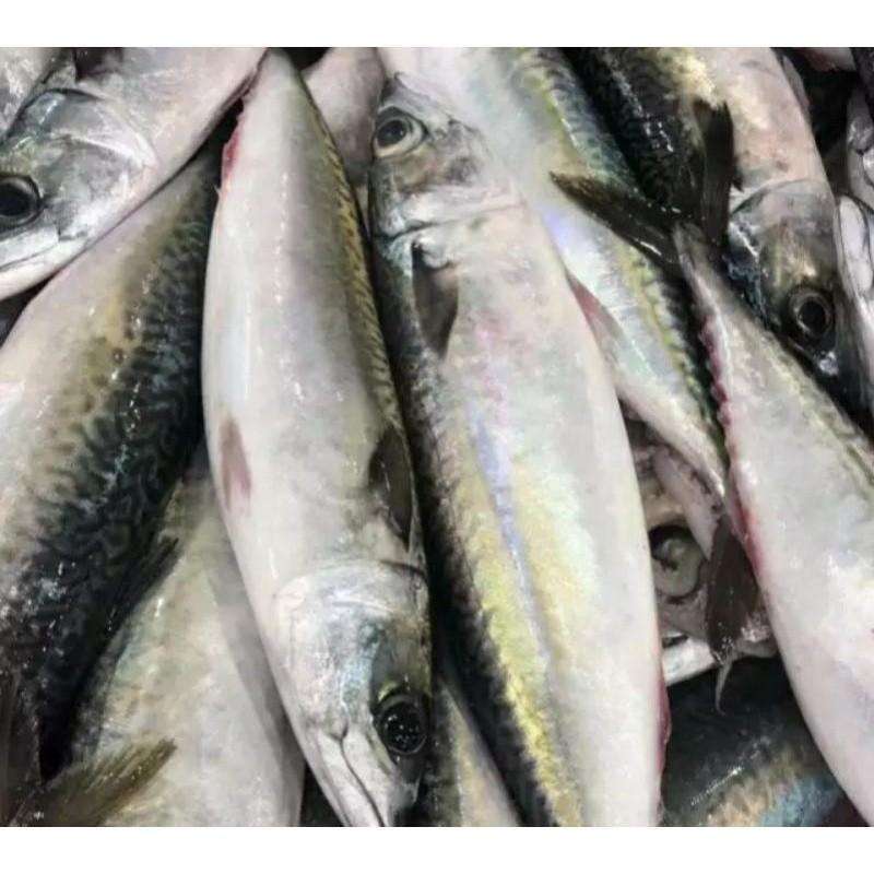 Jual Ikan Macarel / Ikan Makarel / Makarel Saba Segar 1kg Bergaransi ...