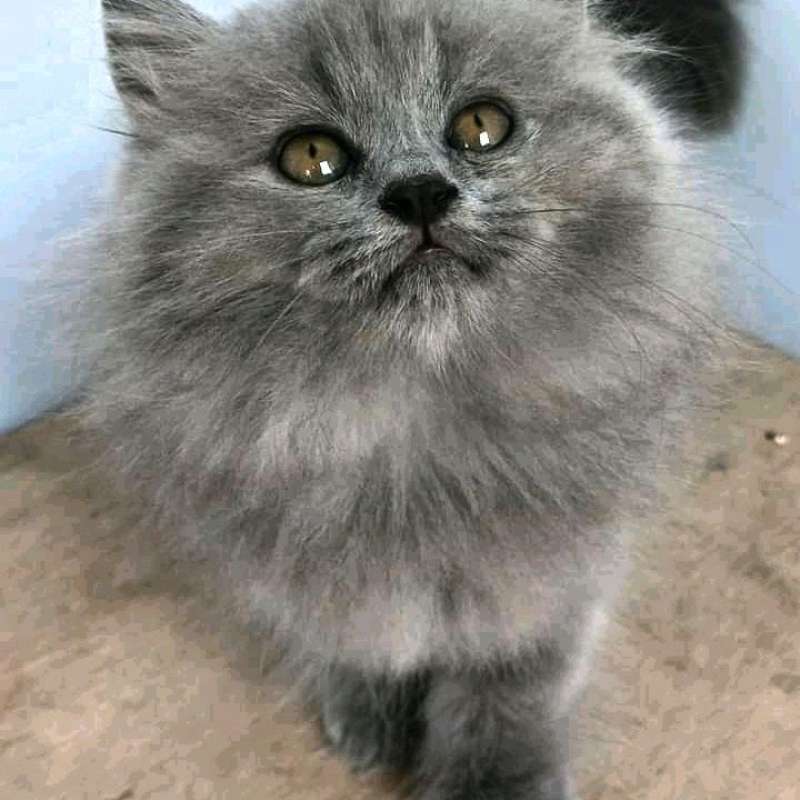 Kucing Anggora Hitam