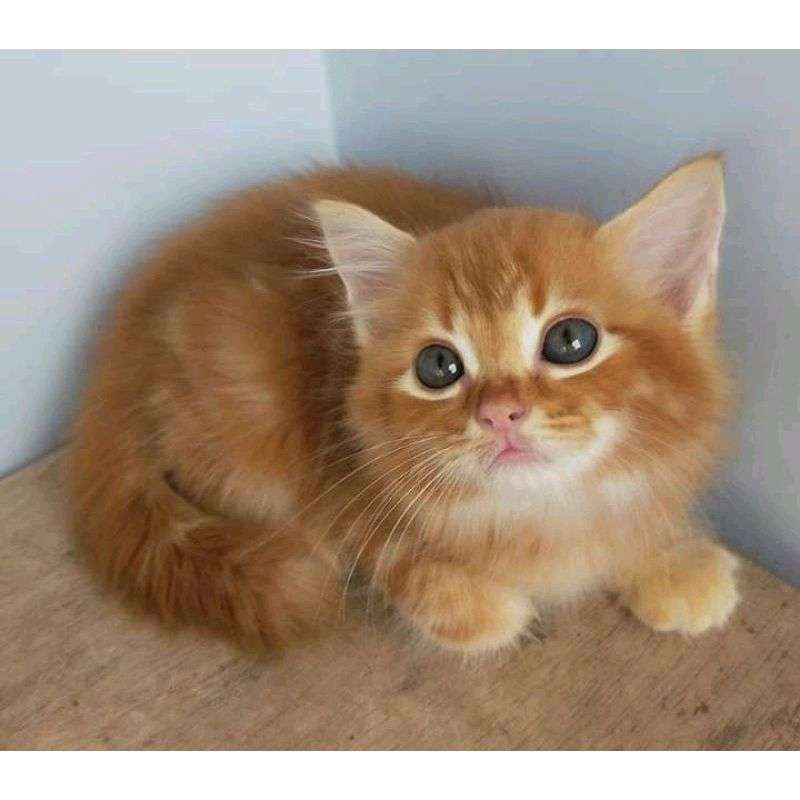 Kucing Persia Medium Putih