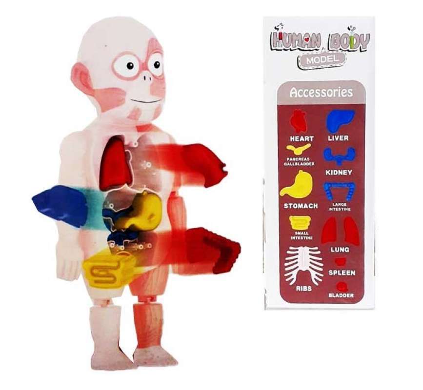 Jual Mainan Edukasi Organ Tubuh Manusia Human Body Model - W603 Science Ipa Di Seller Yuki Store ...