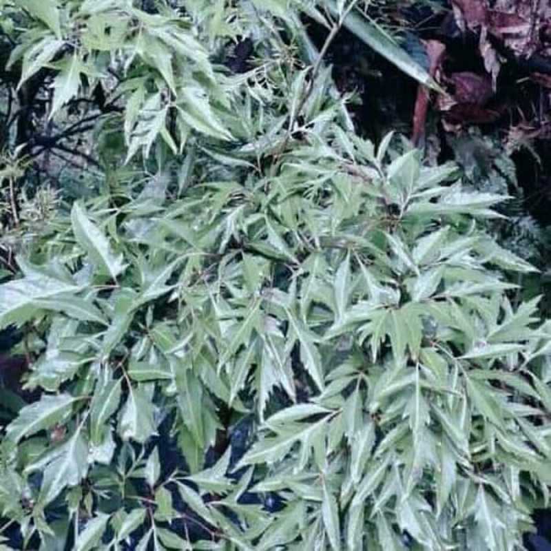 Jual Daun Kenikir Segar Ulam Raja Randa Midang di Seller Black Orange ...