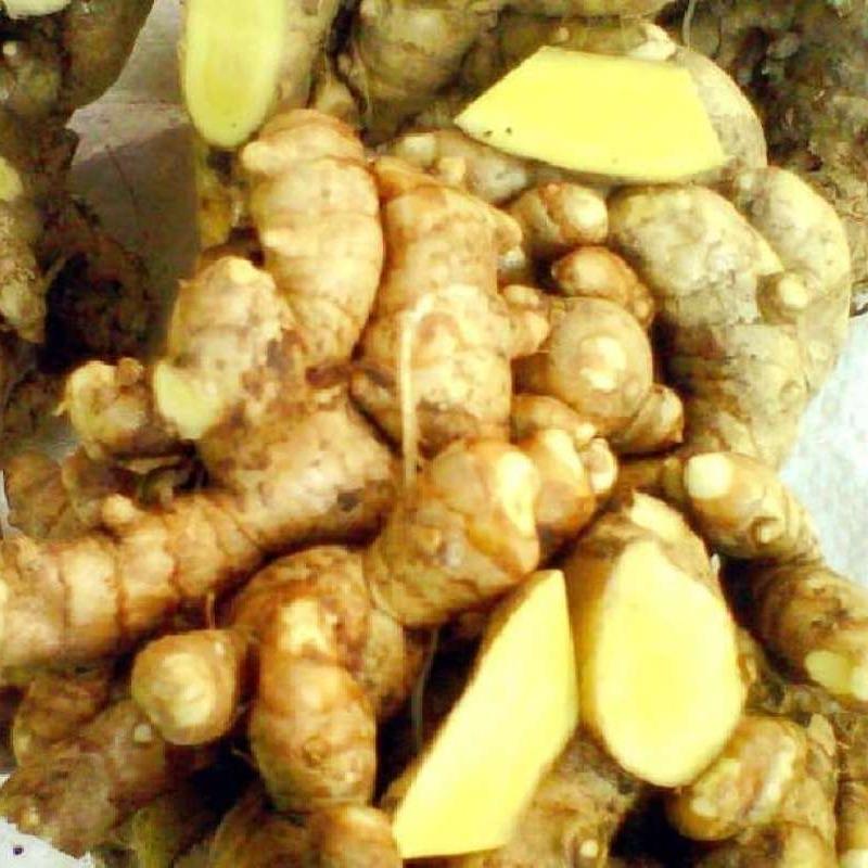 Jual Temu Mangga Basah (Curcuma Mangga) di Seller Black Orange ...