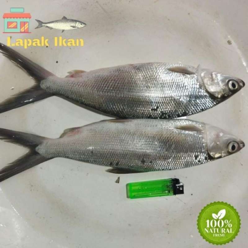 Jual Ikan Bandeng Segar 1~Kilogram Halal di Seller LapakIkan - Pluit ...