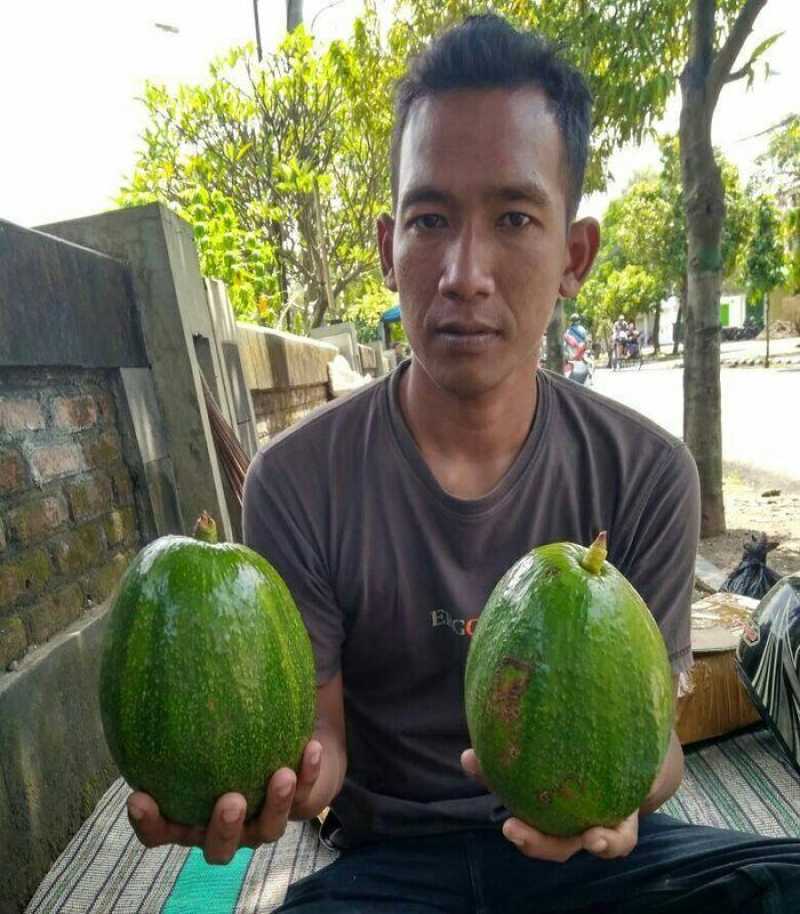 Promo Tanaman Buah Alpukat Markus Unggul Diskon 33% di Seller kebunku ...