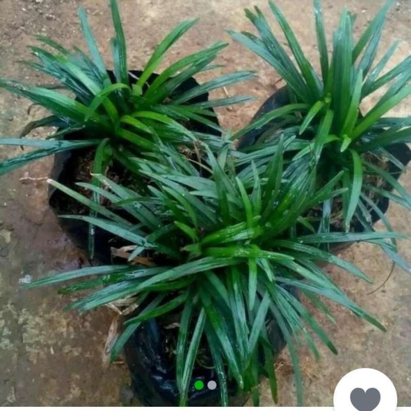 Jual Tanaman Hias Kucai Mini//tanaman Untuk List Taman/pengganti Rumput ...