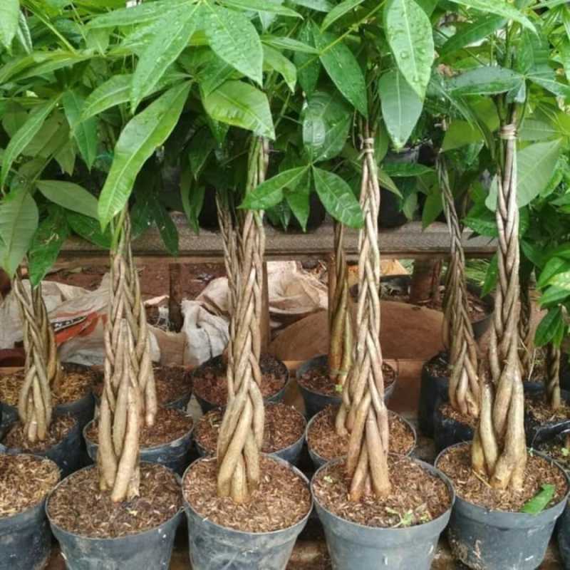 Jual Pohon Pachira Original Harga Termurah Juni 2024 | Blibli
