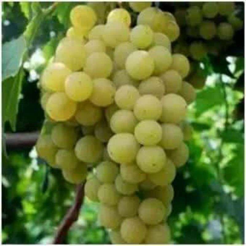 Promo Bibit Tanaman Anggur Green Kualitas Unggul Diskon 45% di Seller ...