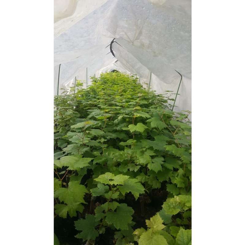 Promo Bibit Tanaman Anggur Green Kualitas Unggul Diskon 45% di Seller ... Promo Bibit Tanaman Anggur Green Kualitas Unggul Diskon 45% di Seller ...