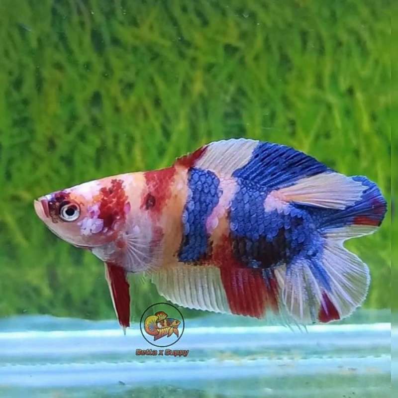Jual Ikan Cupang Dtpk/Pkdt/Doubletail Plakat Multicolour di Seller ...