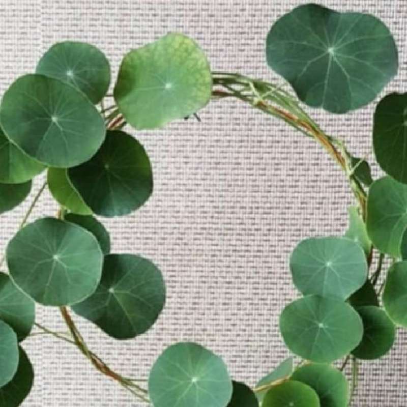 Jual Loop Planters - 25cm Media Rambat Turus Besi Bulat Tanaman Hias Di ...