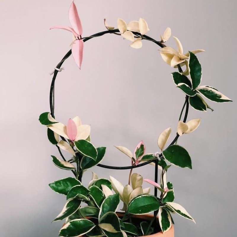 Jual Loop Planters - 25cm Media Rambat Turus Besi Bulat Tanaman Hias Di ...