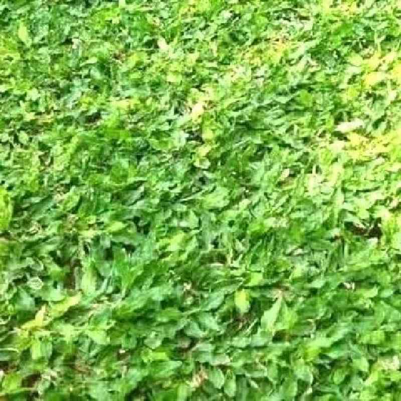 Jual rumput gajah mini ukuran 30x30cm di Seller YumnaFlora - Sasak ...