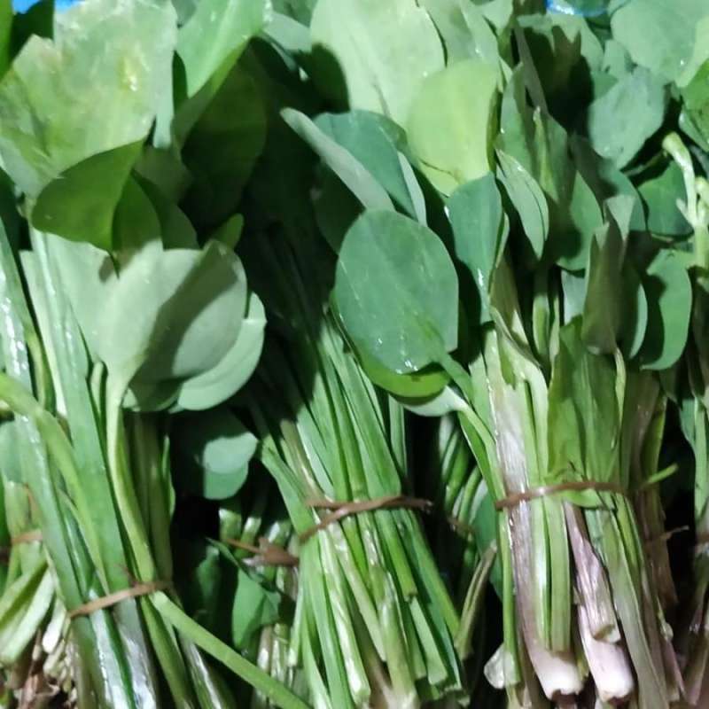 Jual GENJER SEGAR / ECENG SEGAR / SAYUR SEGAR (SATU IKAT) Halal di ...