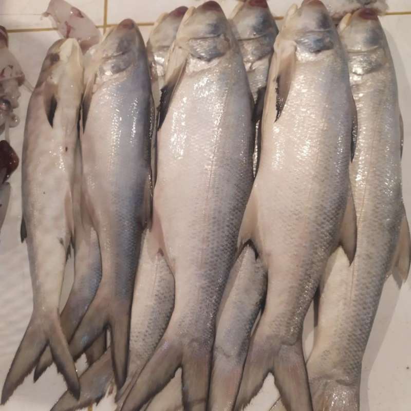 Jual IKAN BANDENG LAUT SEGAR 1.0kg Halal di Seller Suplier Daging Sapi ...