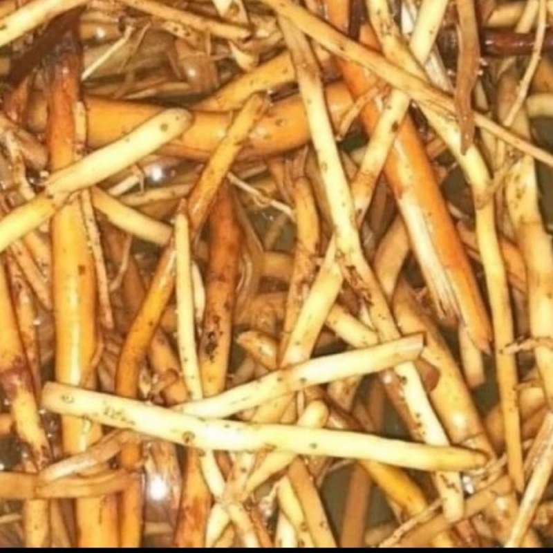 Jual akar pohon pinang muda kering 250 gram di Seller Faiz Alfarizi ...