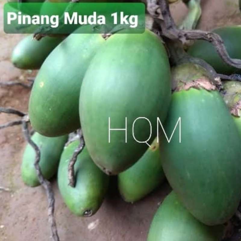 Promo INGIN PERKASA MAKAN BUAH PINANG JAMBE(BUAH MUDA)OBAT HERBAL SEGAR ...
