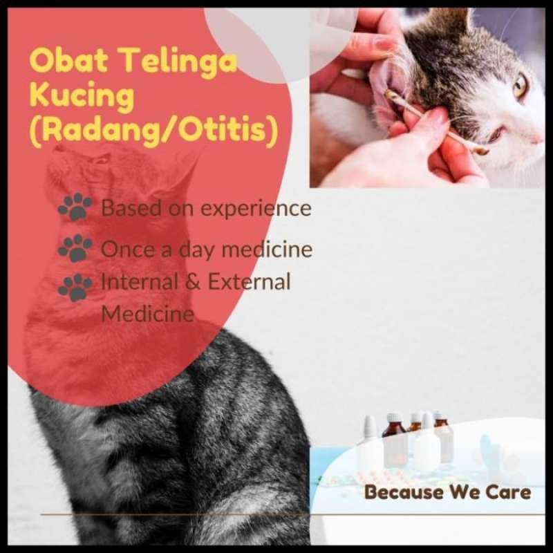 Jual New Obat Radang Telinga Kucing (Otitis) Kualitas Nomor Satu di ...