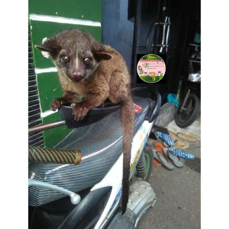 Jual Musang Akar Borneo Di Seller Enigma - Cilandak Timur, Kota Jakarta ...