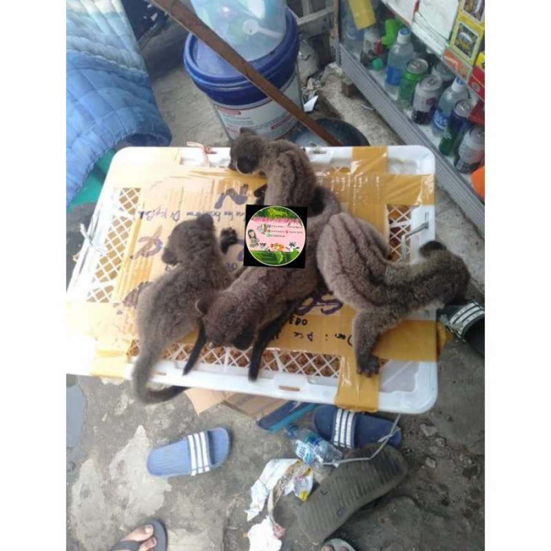 Jual Musang Akar Borneo Di Seller Enigma - Cilandak Timur, Kota Jakarta ...